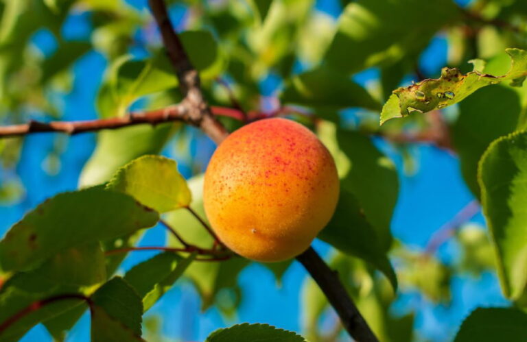 Comment cultiver et entretenir un abricotier ? - Mondo Jardin